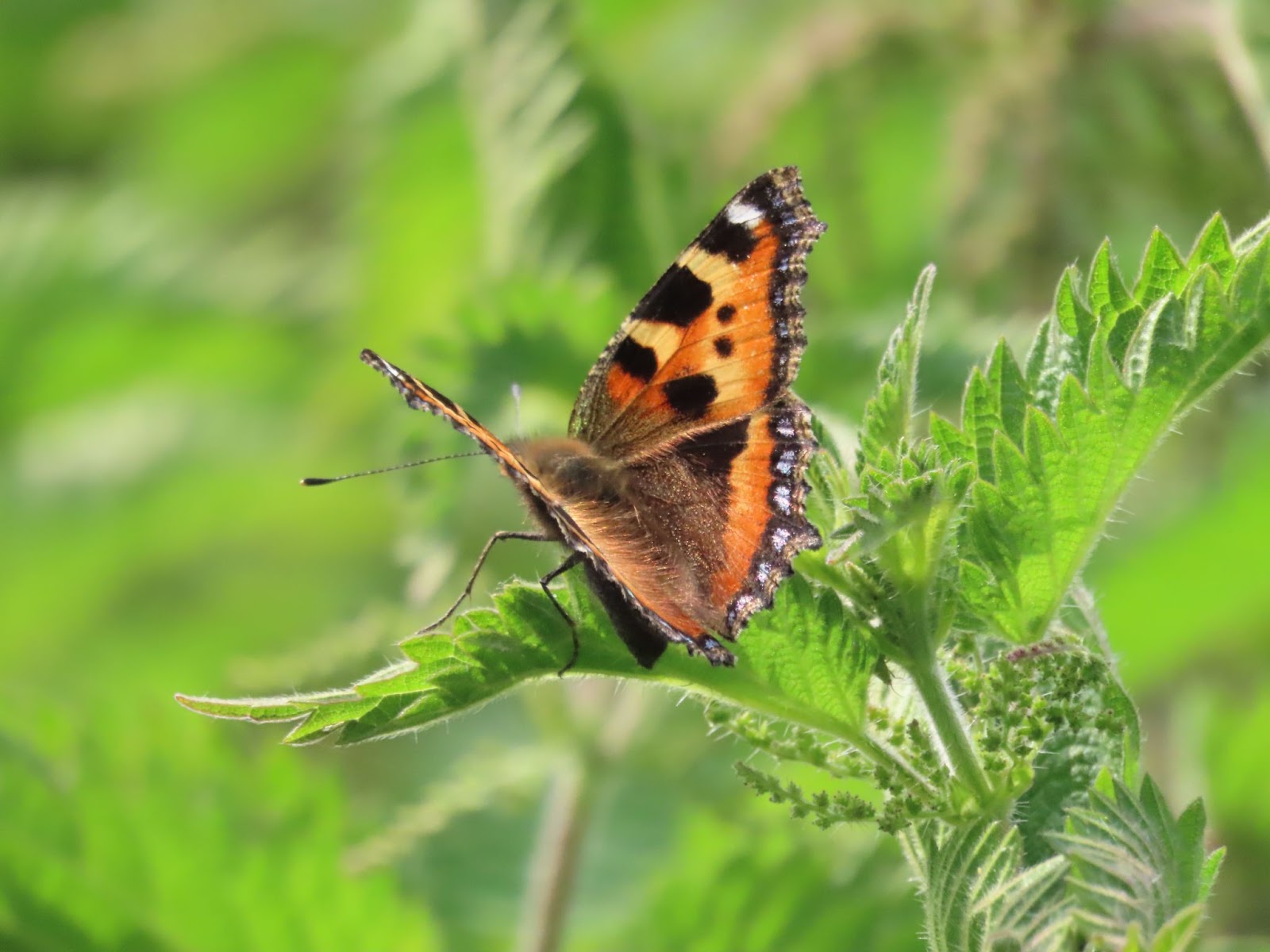 Celebrating biodiversity in unusual settings - Charleroi Métropole